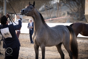 AD NOOR | Al Shiraa International Arabian Horse Show 2026 | Events ...