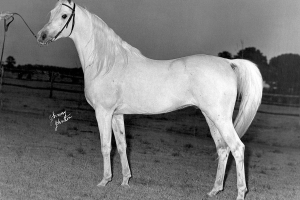 MORAFIC | Arabian Essence TV