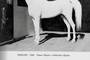 MORAFIC | Arabian Essence TV