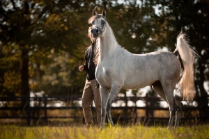 D DHAYRAH | GCAT London 2025 | Events | Arabian Essence TV