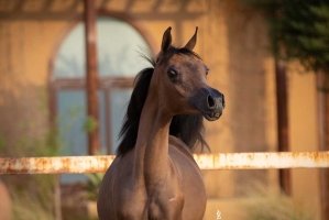 AJA LOVE AE | Arabian Essence TV