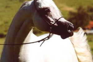 DON EL CHALL | Arabian Essence TV