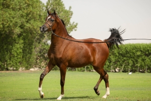 SG SAMHAH | Arabian Essence TV