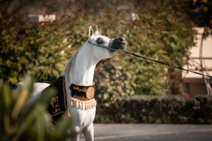 Sahab Al Hadah | ERAB Arabian Horse International Show | Events ...