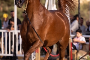 FAIROZA MYM | Arabian Essence TV