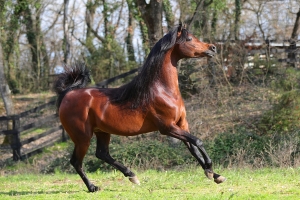 EKS ALIHANDRO | Arabian Essence TV