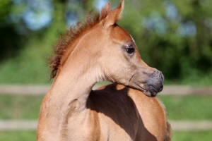 EL THAY MEZNEH | Arabian Essence TV