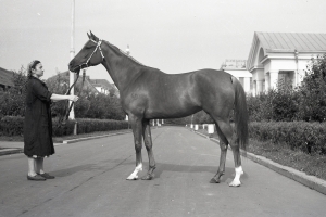 PLAKSA | Arabian Essence TV