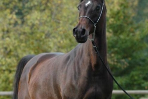 MARENGA | Arabian Essence TV