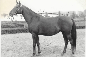 NAZRA | Arabian Essence TV