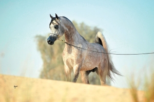 Arabian Horse Magazine | Arabian Essence TV