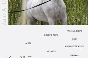 ZAIN AL DEAN | Arabian Essence TV