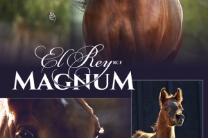 El Rey Magnum | Available in the Kingdom of Saudi Arabia | Arabian ...