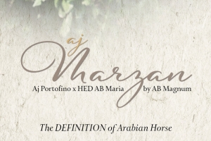 AJ MARZAN: The Definition of Arabian Horse... | Arabian Essence TV