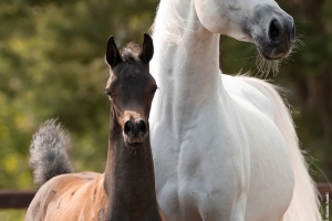 Happy holidays and happy New Year from Jadem Arabians | Arabian Essence TV