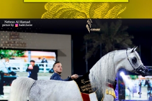 Congratulations to H.E Sheikh Hamad Khaled Al Sabah and Al Hamad stud ...