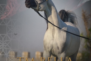 TM BELLA - 2023 Katara Junior Filly Contender | Arabian Essence TV