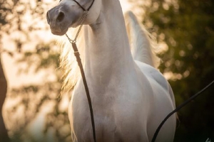 AMAAR - 2023 Katara Senior Stallions Contender | Arabian Essence TV