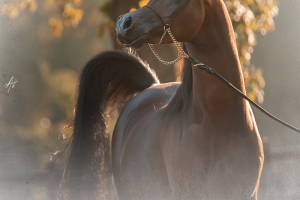 Breeding Season 2023: Exagon OS | Arabian Essence TV