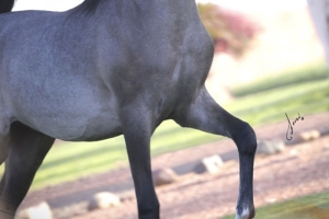 The Joe Polo Family Proudly Presents... | Arabian Essence TV