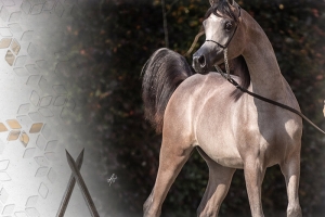 AFREEN AL SHAQAB: Heading to Cannes... U N D E F E A T E D!!! | Arabian ...