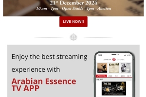 Winter Arabian Horse Auction 2024 - LIVE NOW | Arabian Essence TV