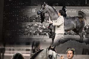 Yearling Colt At GCAT RIYADH 2025 - Sharar Almanhal | Arabian Essence TV