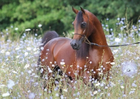 The Arabian Magazine | Arabian Essence TV