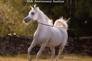 Haras Cruzeiro Auction | Events | Arabian Essence TV