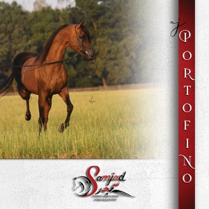 Home | Arabian Essence TV