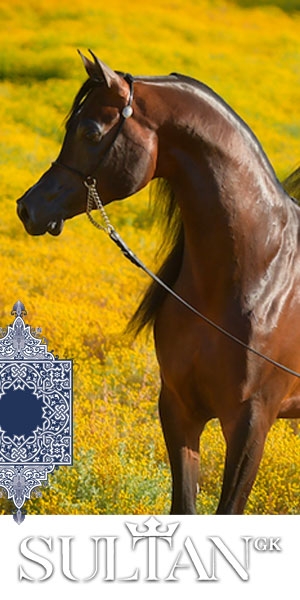 Home | Arabian Essence TV